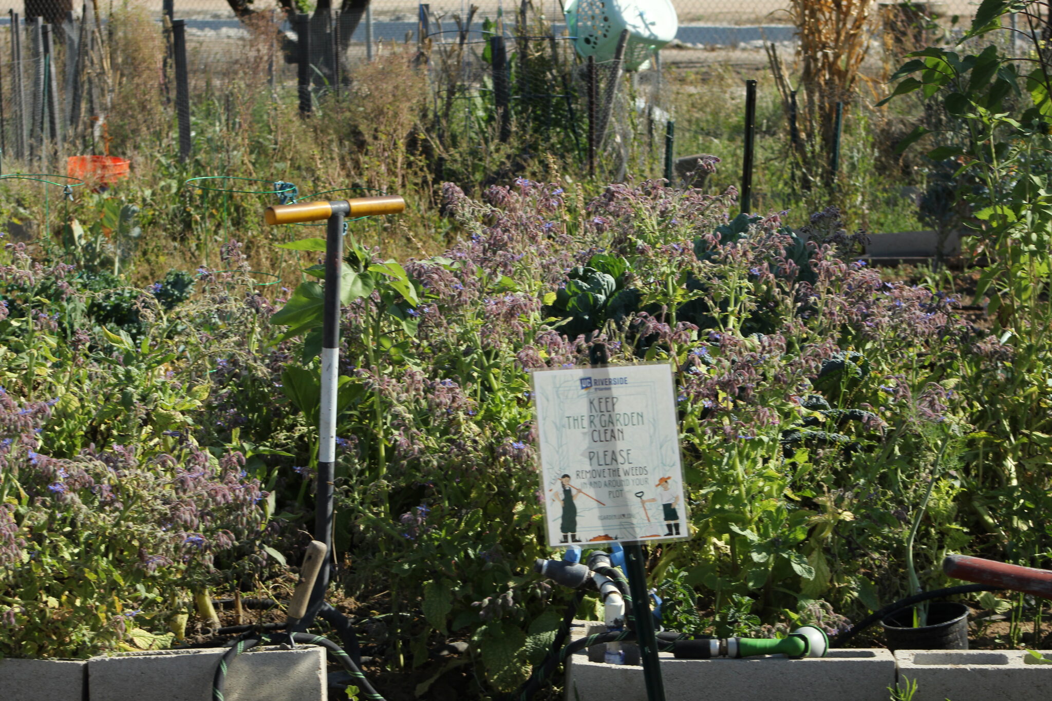 R’Garden efforts towards passing their referendum - The Highlander ...