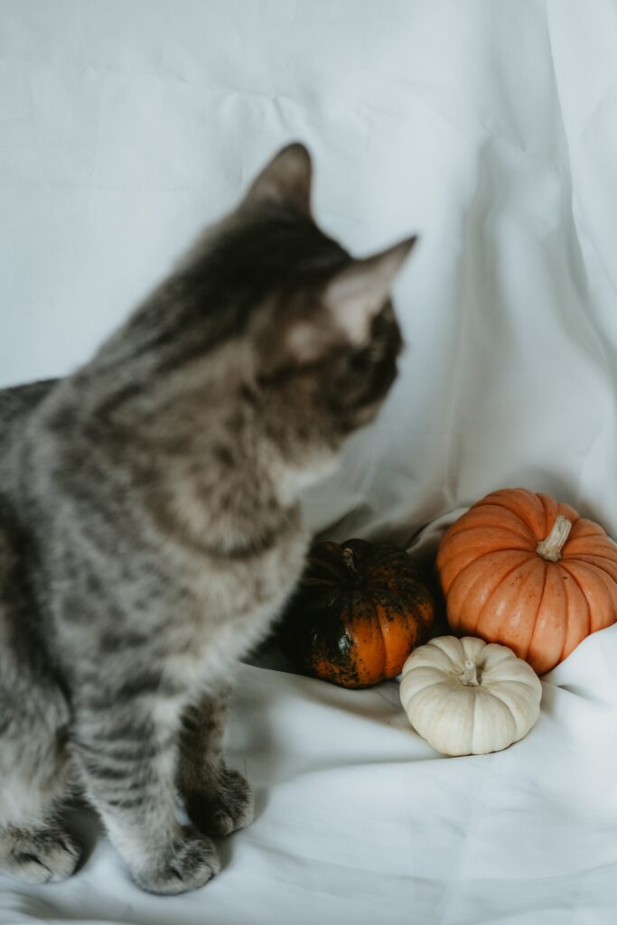 How to have fun on Halloween as a scaredy-cat - Highlander