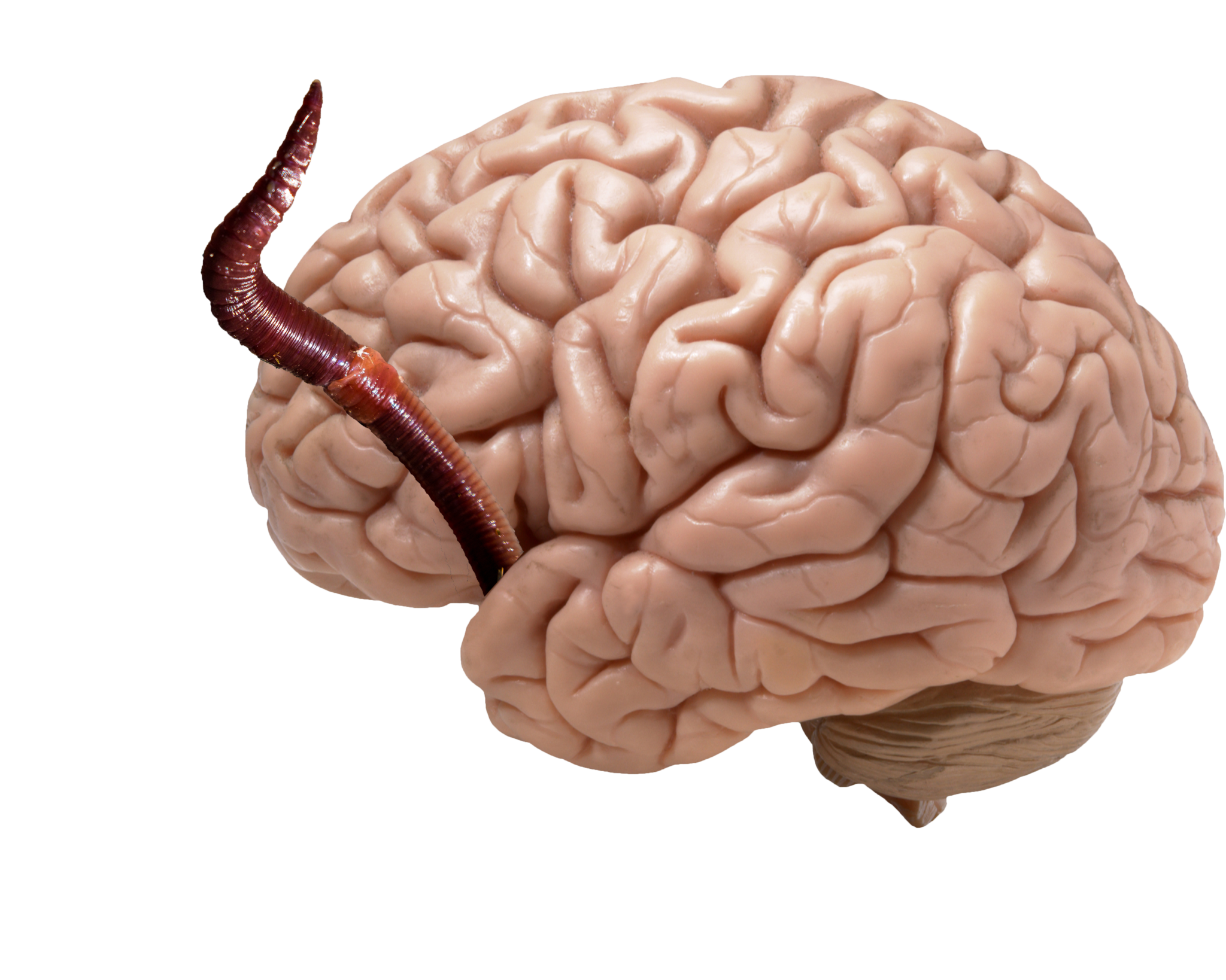First case of brain worms in Australia - The Highlander Newspaper