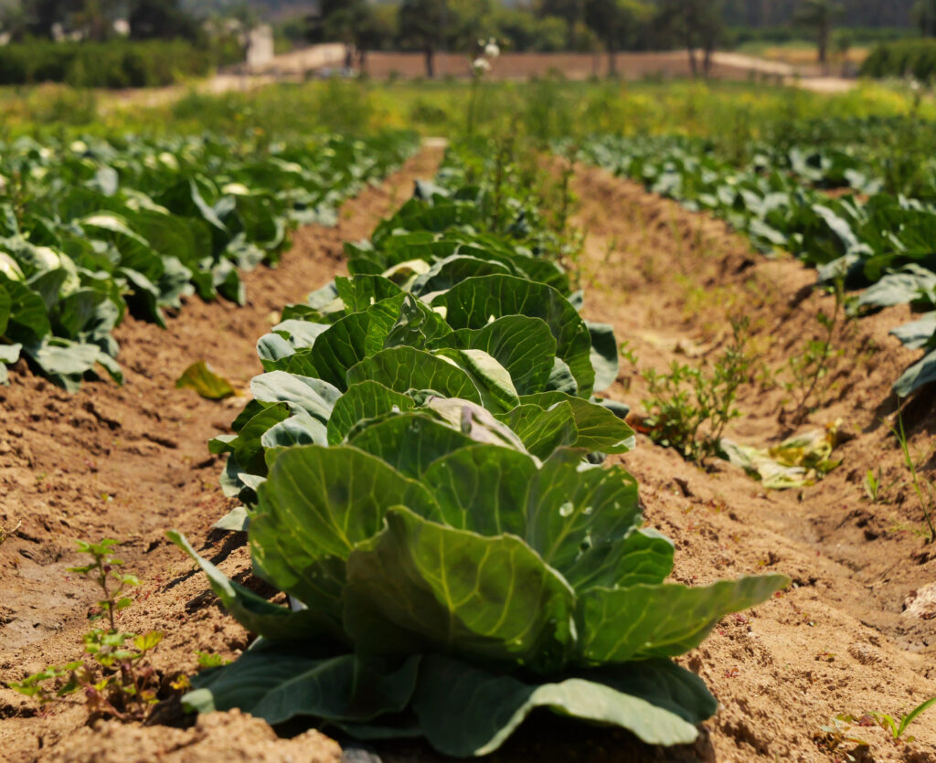 R’Garden Referendum - Highlander