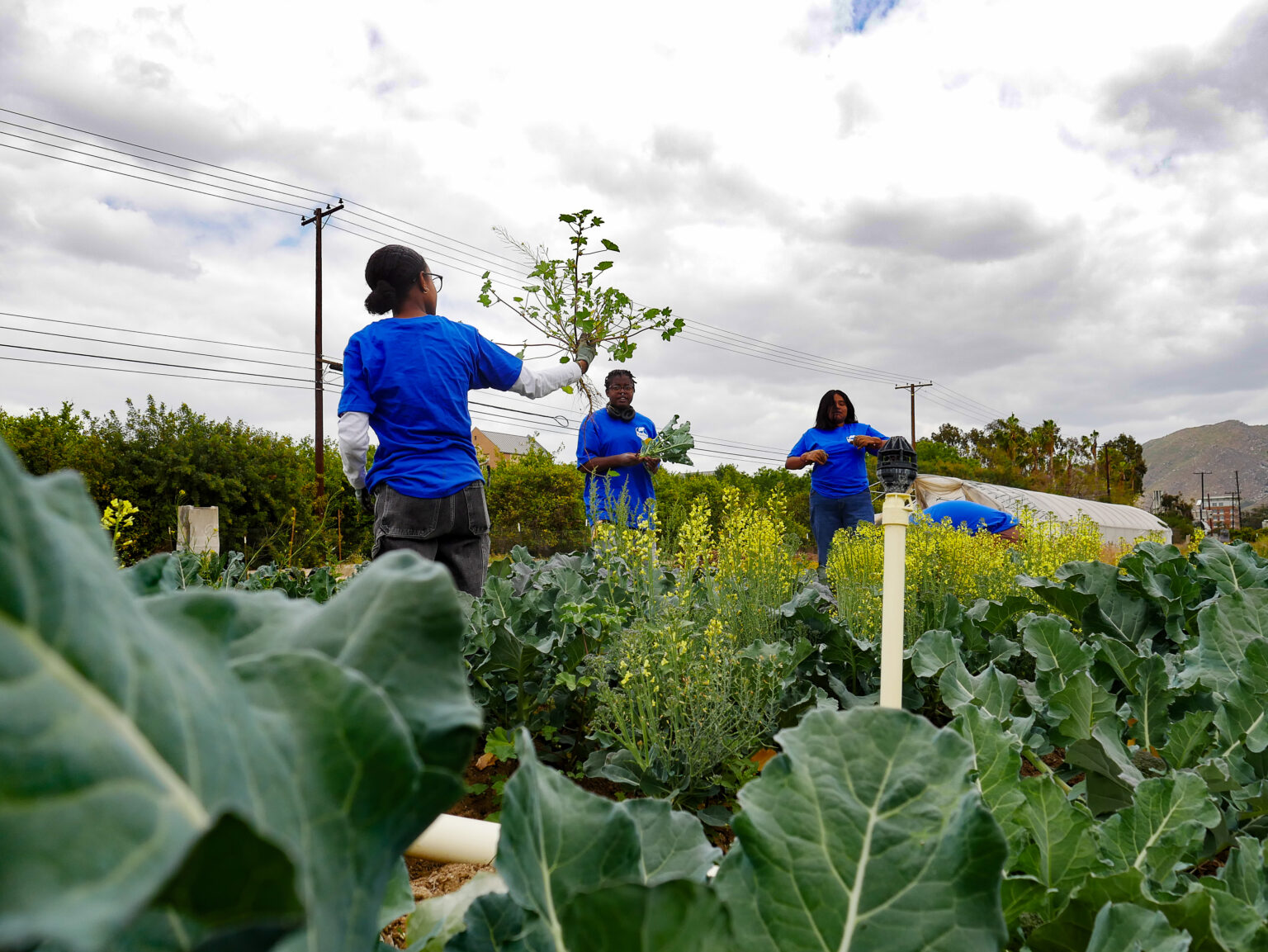 Op-ed: A case for the R’Garden Referendum - Highlander