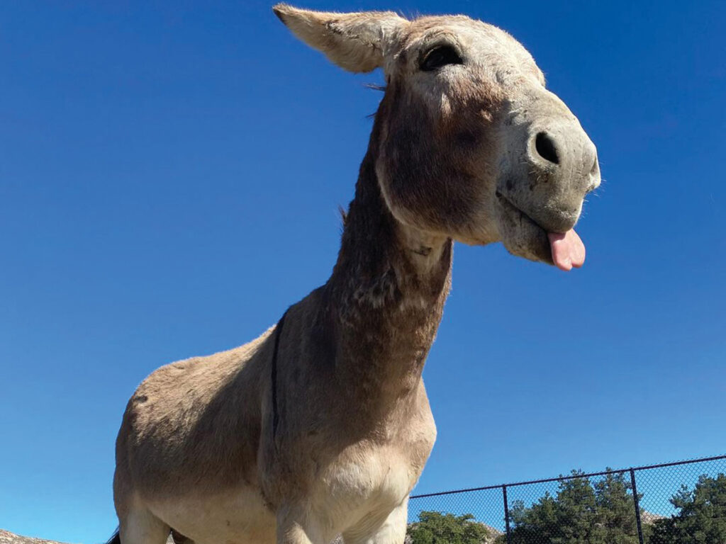 How the donkeys at UCR became our newest fascination - Highlander