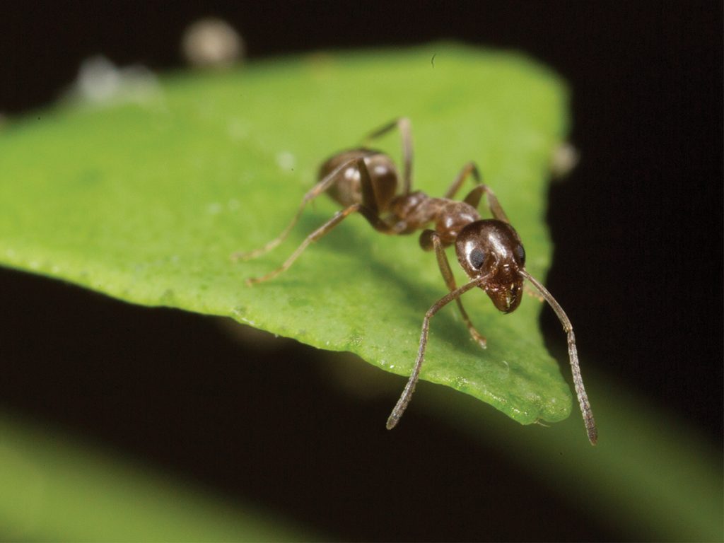 UCR research shows how Argentine ants have been a successful invasive ...