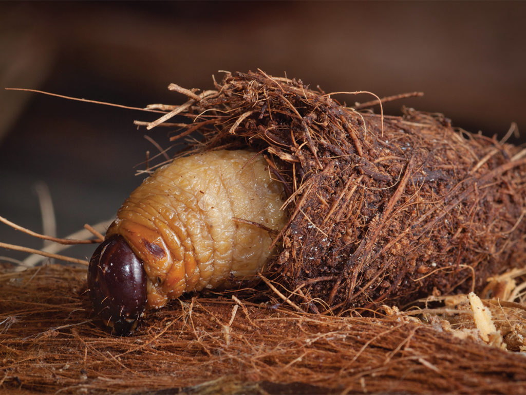 UCR scientists continue efforts to combat weevils - Highlander