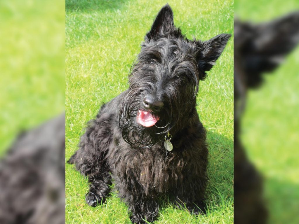 OPS TOP 10: Dogs - Highlander