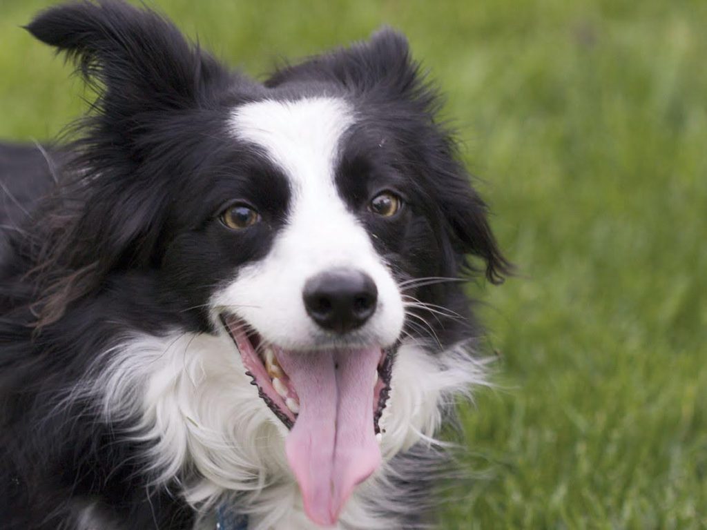 ops.dog7.wikimediacommons - The Highlander Newspaper