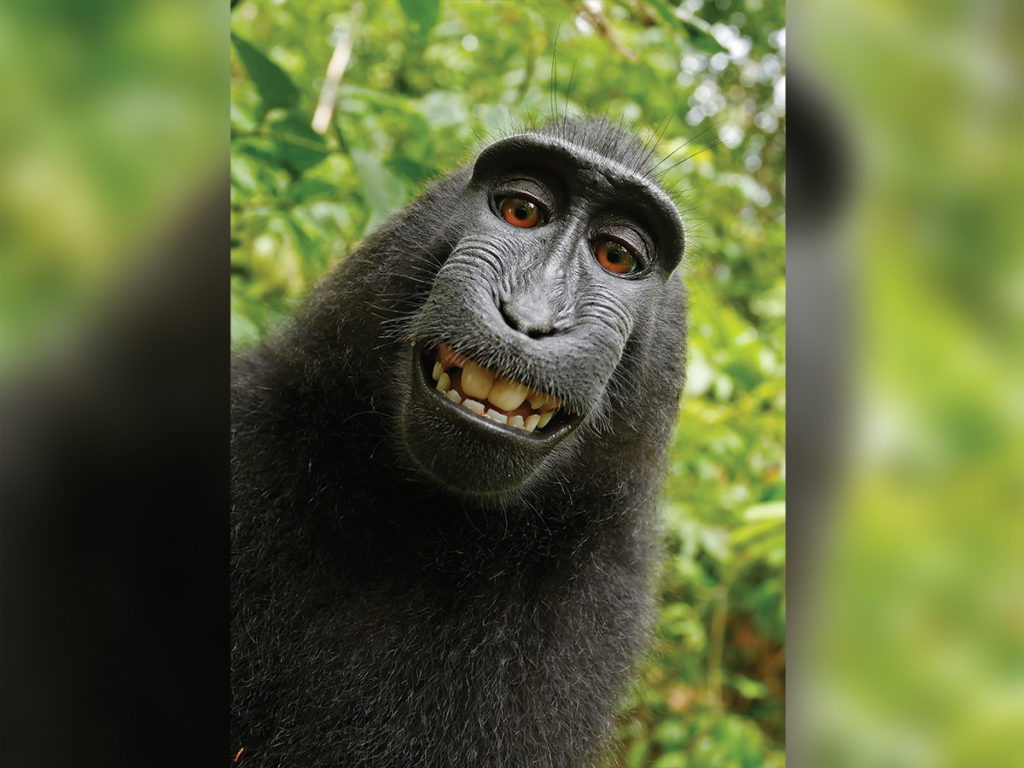 Giving monkeys human rights undermines what it means to be human ...