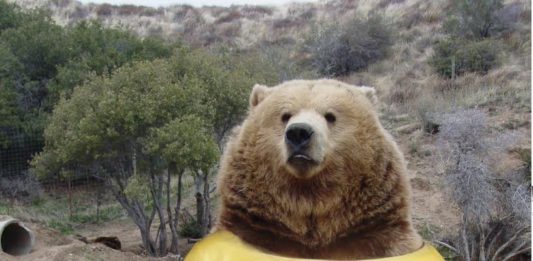 Scotty the Bear Archives - Highlander